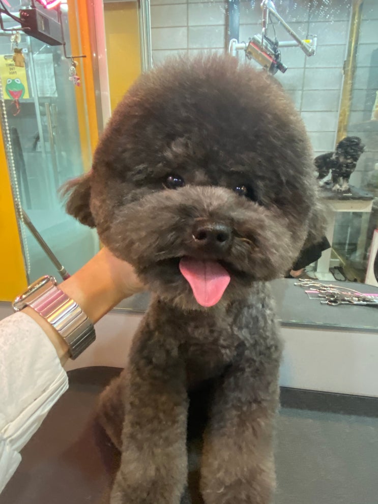동대문구애견미용장안동애견미용전농동애견미용답십리애견미용휘경동애견미용중화동애견미용회기동애견미용광진구애견미용가위컷전문