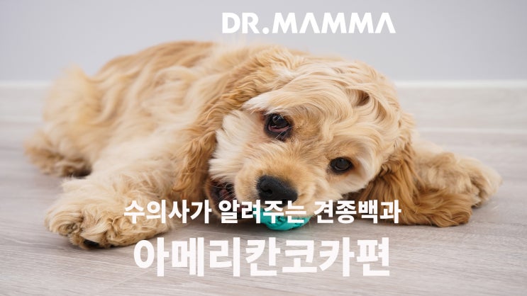 견종백과 아메리칸 코카스파니엘편 ㅣ 수의사가 알려주는 아메리칸 코카스파니엘 특징 성격 질병 건강 주의사항에 대한 모든것