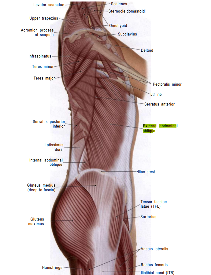 외복사근배바깥빗근 External Oblique 기시 · 정지 · 작용 · 신경지배 배 경련 배랑 갈비뼈 사이가 아파요