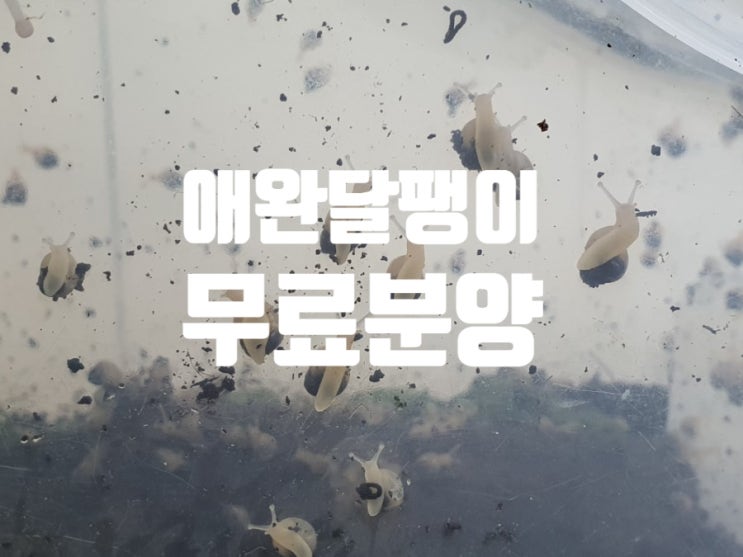 아이와 함께 키우기 좋은 애완달팽이 무료분양 네이버 블로그