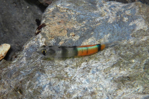 레드 벨티드 고비(Sicyopus zosterophorus) : 네이버 블로그