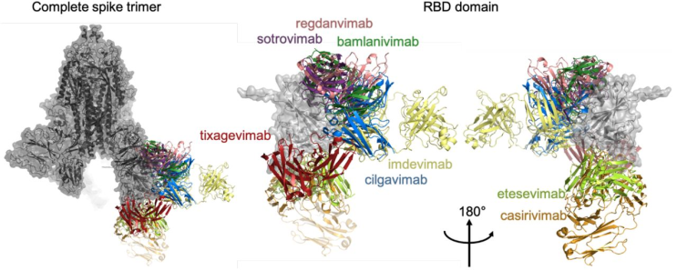 RBD mutation (1): E484K : 네이버 블로그