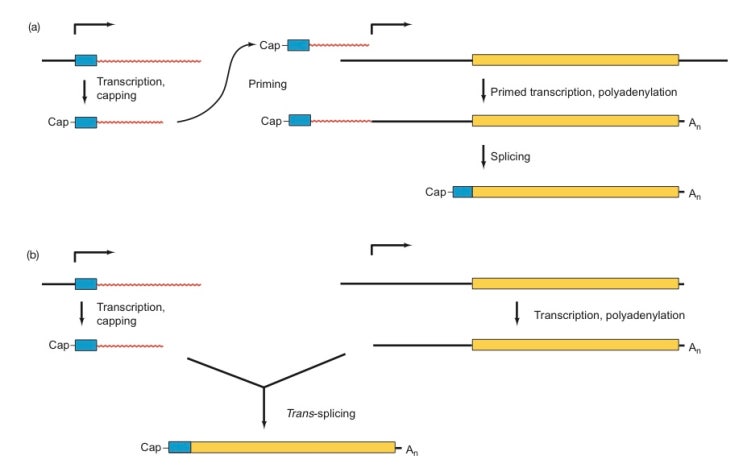 [분자생물학] 7주차 - Trans splicing, RNA editing, posttranscription control ...