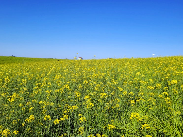 안성 팜랜드 - 계절마다 아름다운 꽃이 피는 안성 핫플레이스 : 네이버 블로그