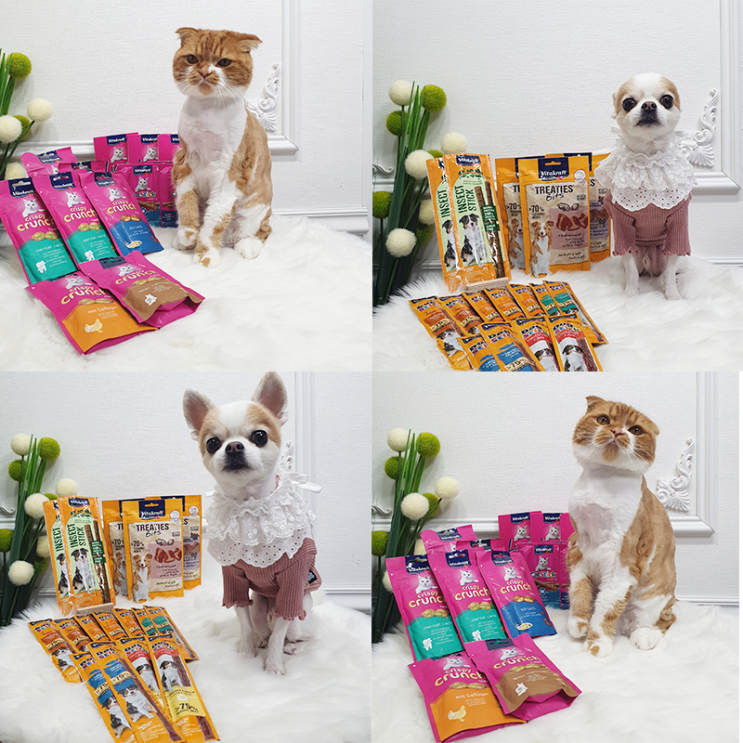 강아지 고양이 성분 좋은 간식 츄르 스틱 스낵 취향에 따라 골라 맛과 건강을 선물해 주세요 비타크래프트 네이버 블로그