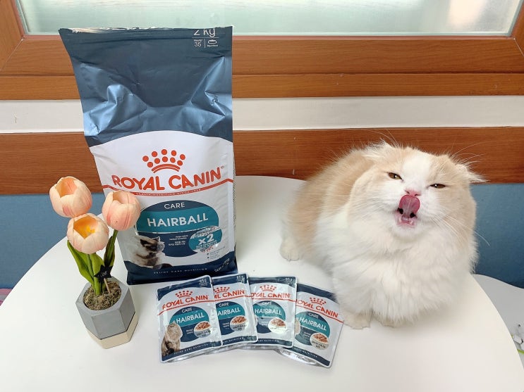 고양이 헤어볼 관리 사료바꾸기 짐펫 헤어볼 영양제 캣그라스 등으로 미리미리 관리해요 네이버 블로그