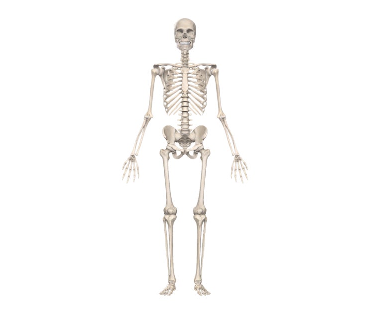 [근골격계 해부학] 뼈 (bone) : 네이버 블로그