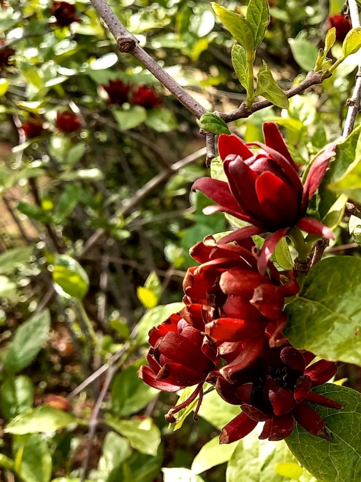 자주받침꽃^^ : 네이버 블로그