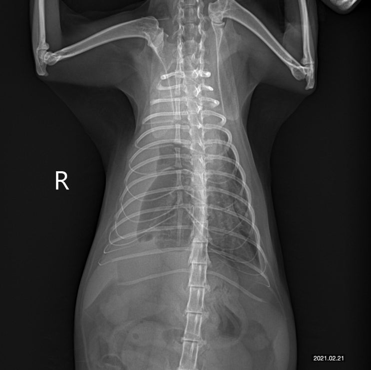 고양이 농흉 (pyothorax) : 네이버 블로그