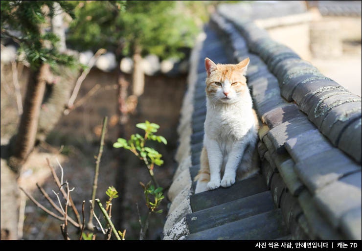 혼자 경주여행 경주 양동마을 볼거리 유네스코 세계문화유산 네이버 블로그