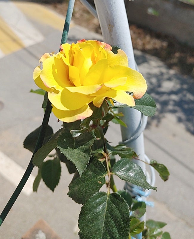 나의 공간 넝쿨 장미 키우기 네이버 블로그