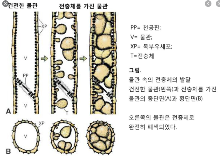 tylosis와 tylose가 뭐예요? : 네이버 블로그