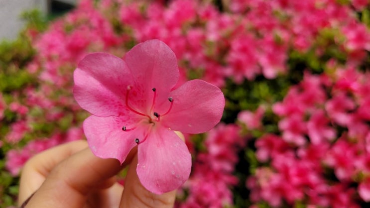 주민자치회 사업계획을 부탁합니다! : 네이버 블로그