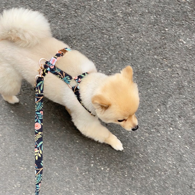 강아지하네스 추천 강아지리드줄 강아지가슴줄은 역시 난다도기 네이버 블로그
