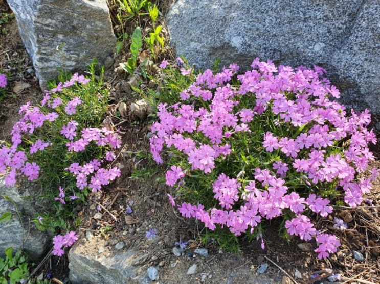 성남면 호텔 없는게 없는 만물호텔 힐링호텔 : 네이버 블로그