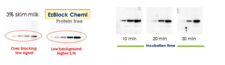 Skim milk, BSA 시대를 지나, blocking solution의 진화, ATTO사의 EzBlock Chemi ...
