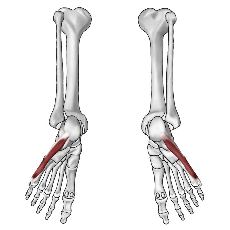 소지외전근(새끼벌림근, Abductor Digiti Minimi of Foot) 기시, 정지, 기능, 신경, 혈관 : 네이버 블로그