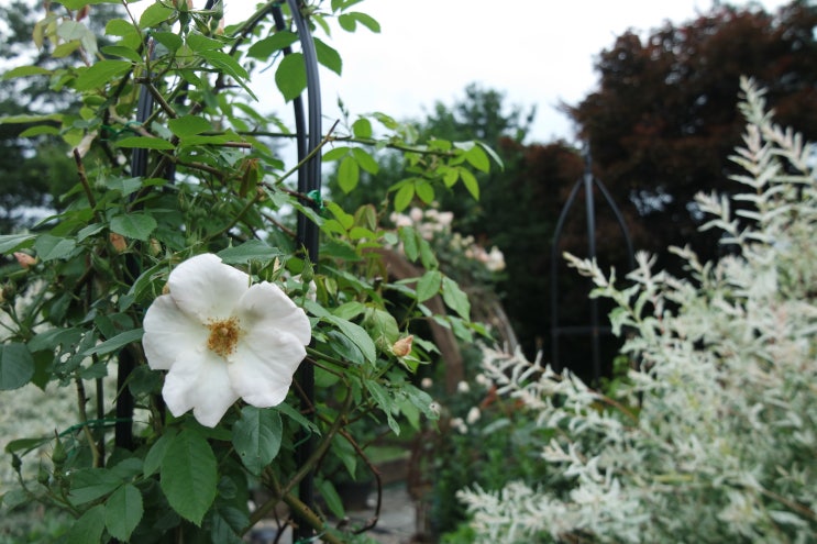 비, 비...또비 : 네이버 블로그