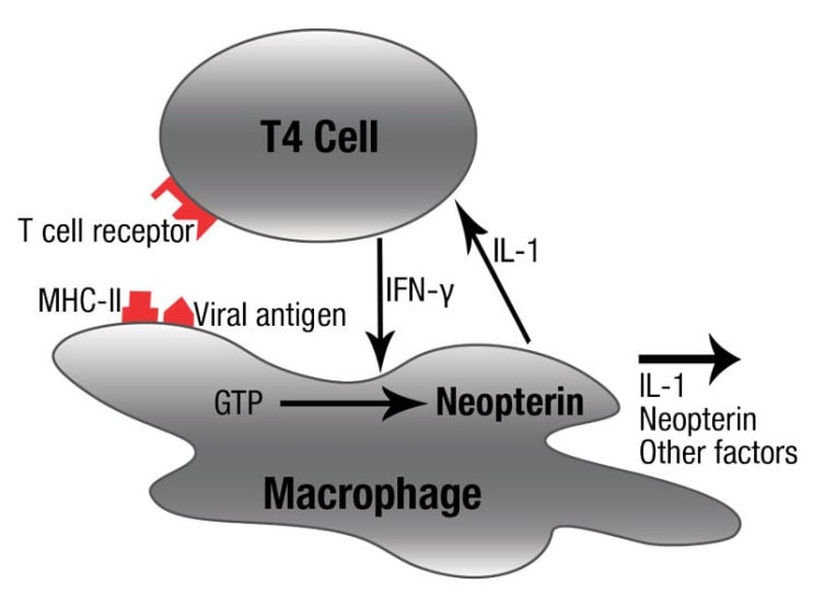 네오프테린(Neopterin) – 감염성질환 진단과 추적검사용으로 활용 : 네이버 블로그