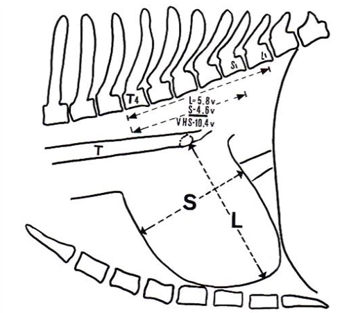 VHS(Vertebral Heart Size/Score) : 네이버 블로그