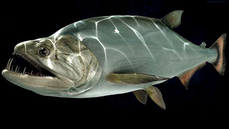 피라냐를 잡아먹는 뱀파이어 물고기 🐟《파야라payara》 : 네이버 블로그