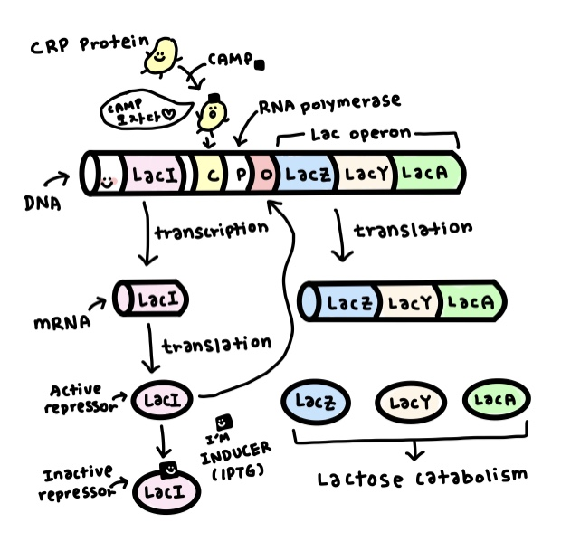 pET vector & IPTG : 네이버 블로그