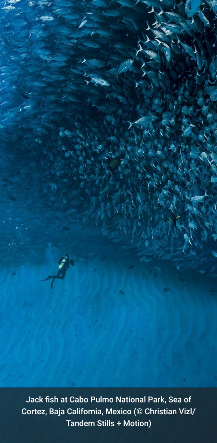 멕시코 바하 캘리포니아 주 코르테즈 해의 카보 풀모 국립 공원의 잭 피쉬 (© Christian Vizl / Tandem ...