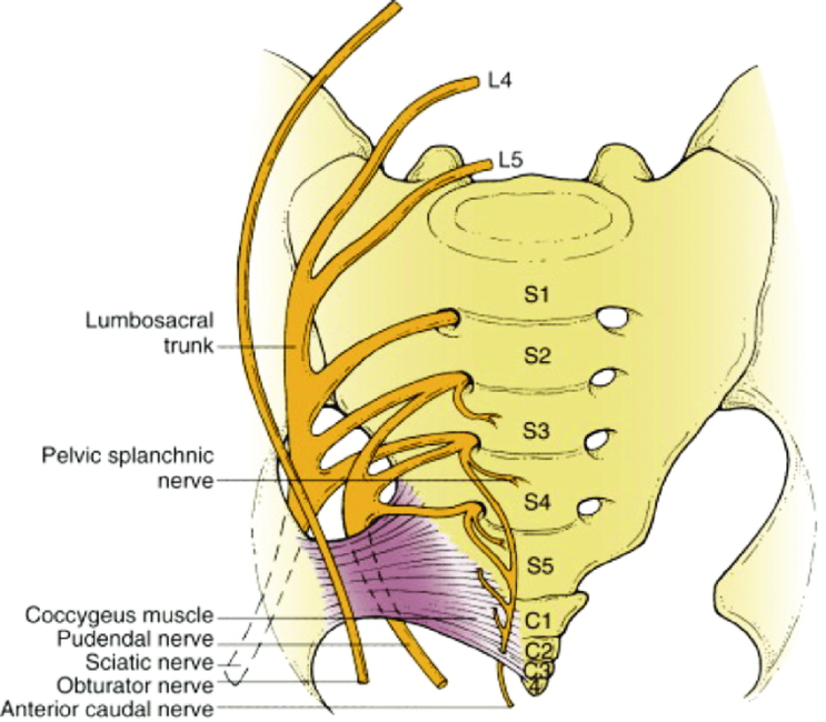 좌골신경 차단술(Sciatic nerve block, SNB), 궁둥신경 차단술, 이상근 증후군 (Pyriformis ...