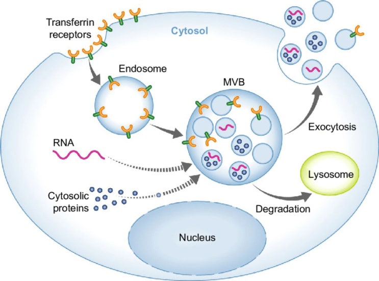 엑소좀(exosome) 개념, 역할과 향후 임상응용 : 네이버 블로그
