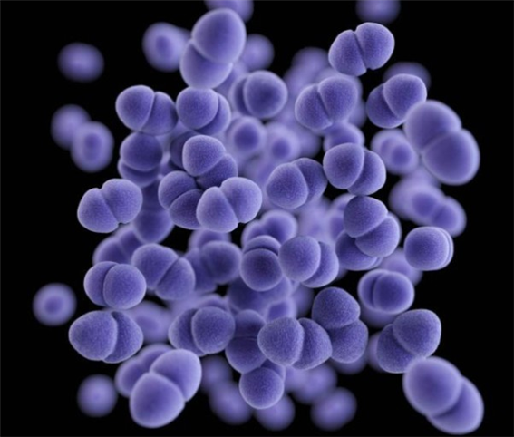 [꼬까 공부] VRE(Vancomycin Resistant Enterococcus)/ CRE(non CPE) / CPE 접촉격리 ...