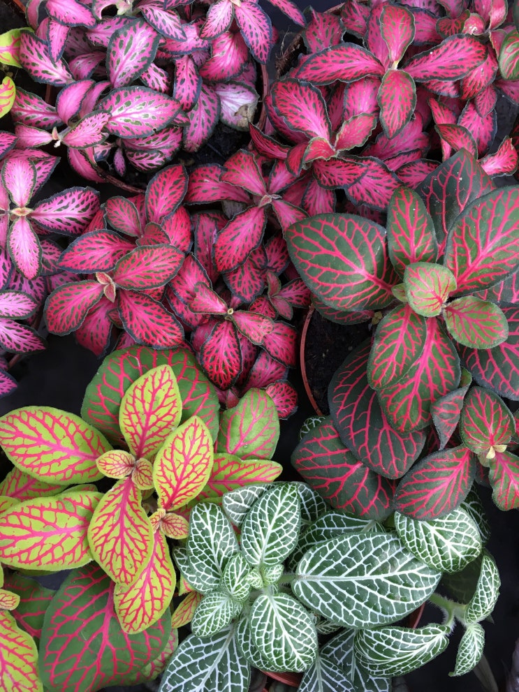 테라리움 식물 - 4. 피토니아속(Fittonia) : 네이버 블로그