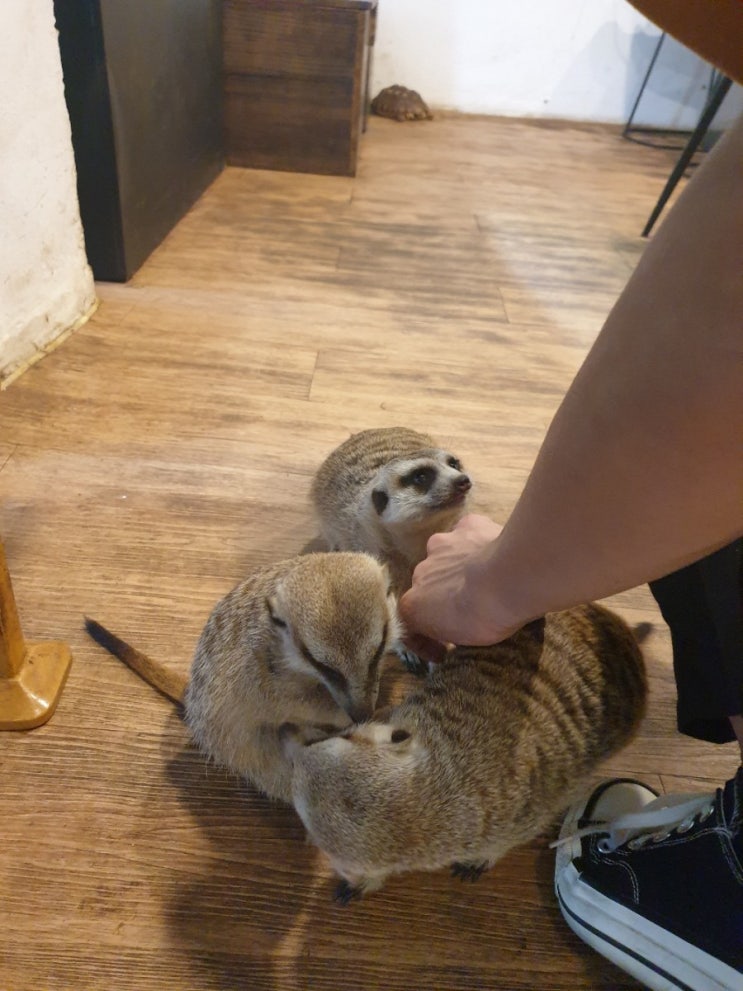 영등포구청역 미어캣 스컹크 동물 체험 이색 카페 madskunk : 네이버 블로그