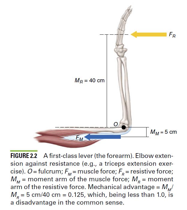 3-1. 근골격계의 지렛대 Levers of the Musculoskeletal System┃생체역학 Biomechanics ...