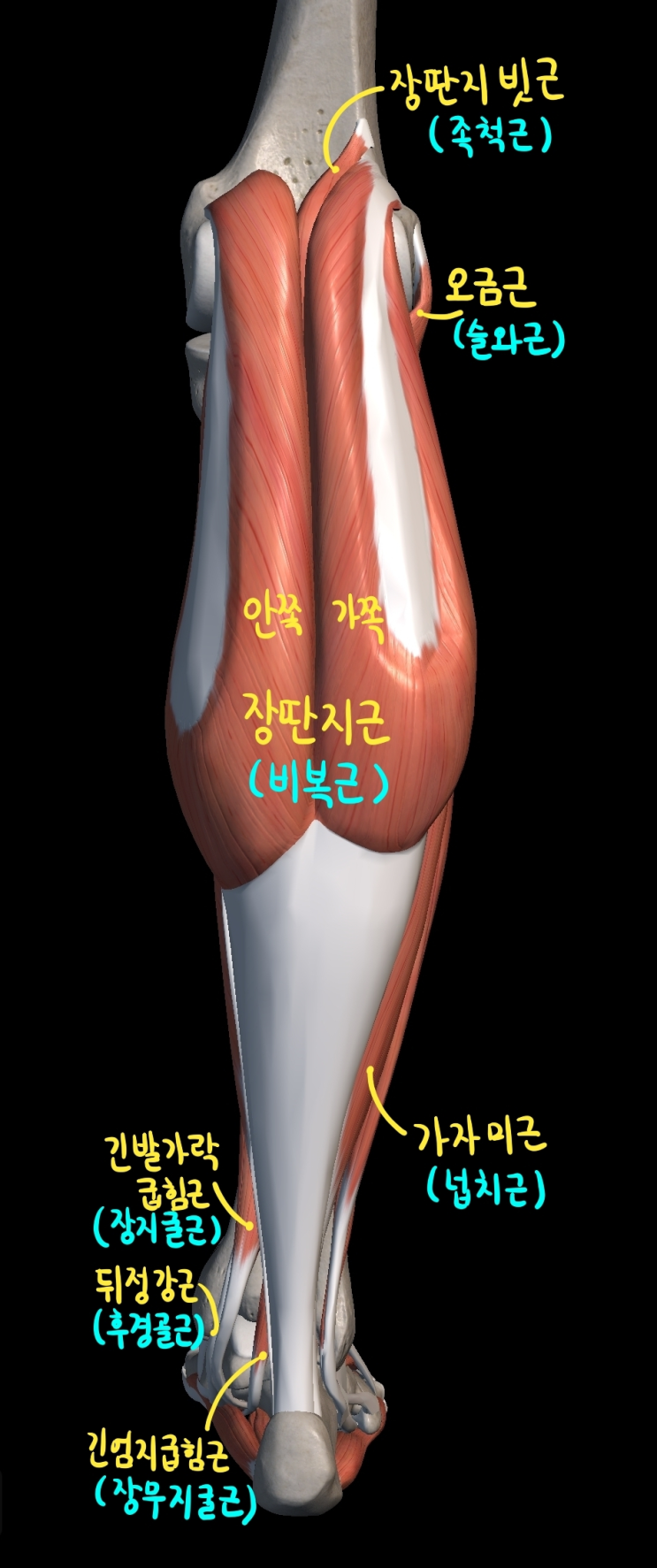 하지 근육 종아리 뒤칸 근육 네이버 블로그