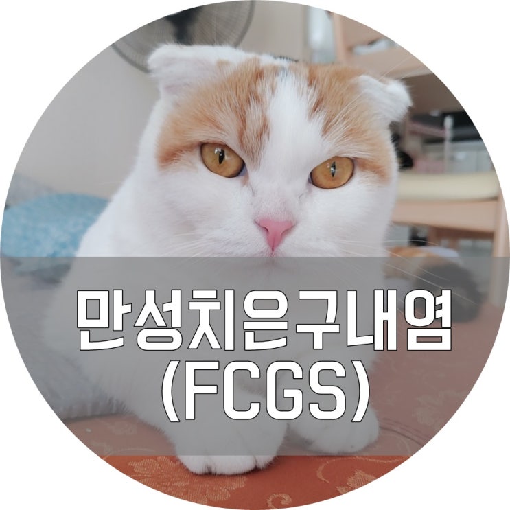 고양이 만성 치은구내염 전발치(FCGS/ Feline chronic gingivostomatitis)/고양이 구내염 레이져치료 ...