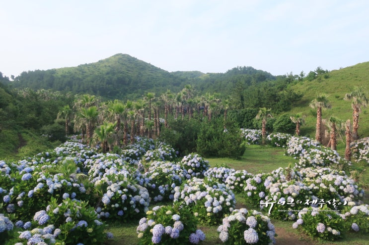 제주 송악산 둘레길 수국밭 사진 찍기좋은 숨은명소 네이버 블로그