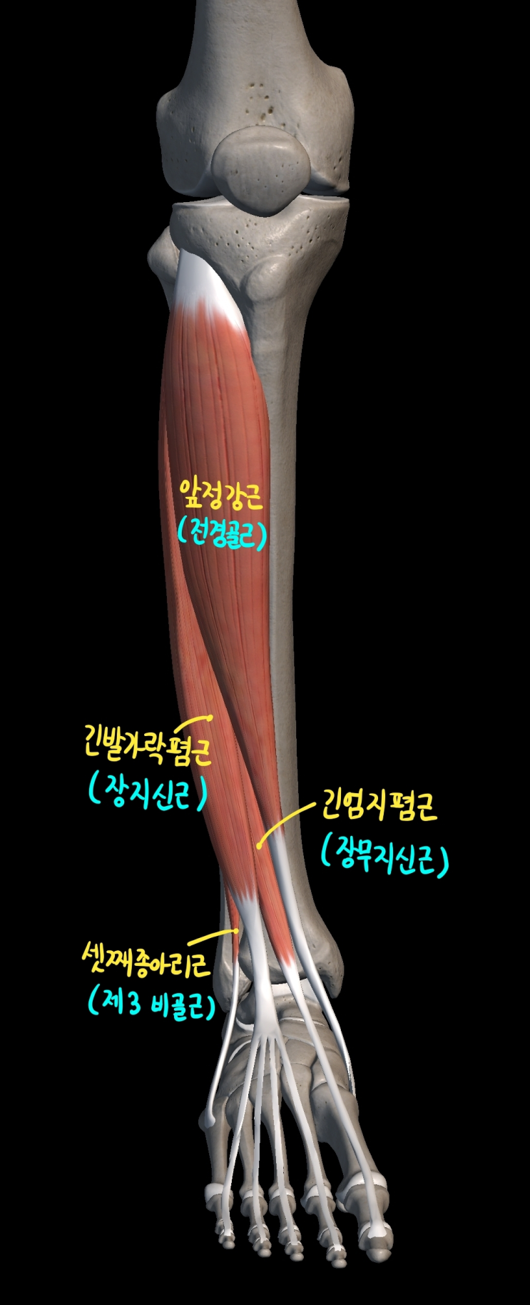 하지 근육 종아리 앞칸 근육 네이버 블로그