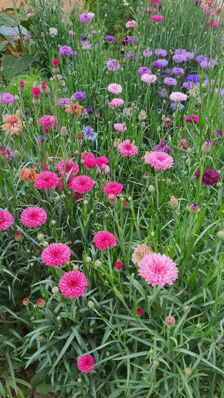 예수님의 주되심(요한복음 1장) : 네이버 블로그