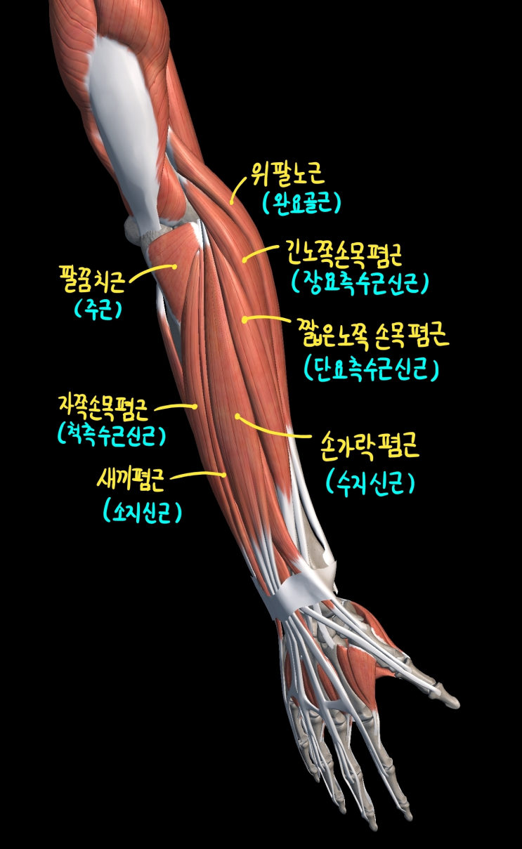 상지 근육 아래팔 뒤칸 근육 네이버 블로그