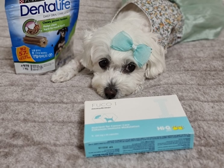 하이큐펫츠 Hi-Q pets 반려동물 종양 & 간 영양보조제(FUCO I) 후코아이 : 네이버 블로그