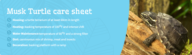 커먼 머스크 터틀 사육정보 (common musk turtle care sheet) : 네이버 블로그