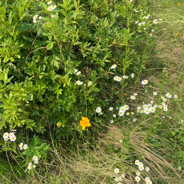 파이 3.141592… : 네이버 블로그