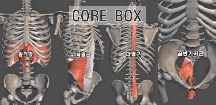겉근육(Global Muscle)과 속근육(Local Muscle),그리고 코어(Core Muscle) : 네이버 블로그