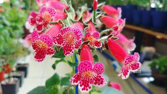 Kohleria lucky lucifer 코레리아 럭키 루시퍼 : 네이버 블로그