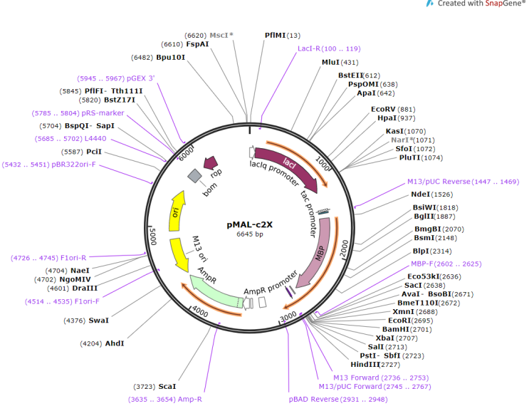 [21-하계 생명과학 인턴십] DNA Cloning(pMAL-c2X vector,DH5α transformation ...