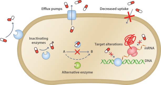 항생제 내성균 (MRAB, MRSA, VRSA, MRPA, ESBL, VRE, CRE) : 네이버 블로그