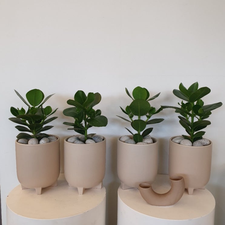 전남대화분 광주승진화분 광주화분 애플로라 : 네이버 블로그