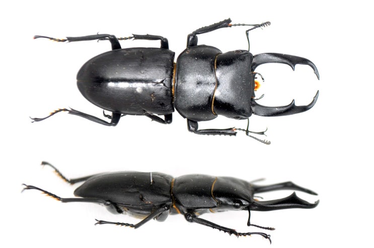 사이즈별 애사슴벌레 (Dorcus rectus) 사진 : 네이버 블로그