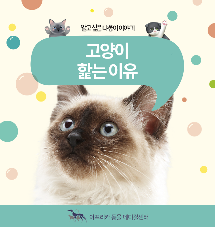 고양이가 핥는 이유 4 가지 네이버 블로그