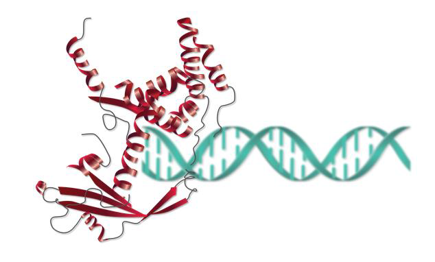 Tagmentation-based library 제작을 위한 One step! : 네이버 블로그